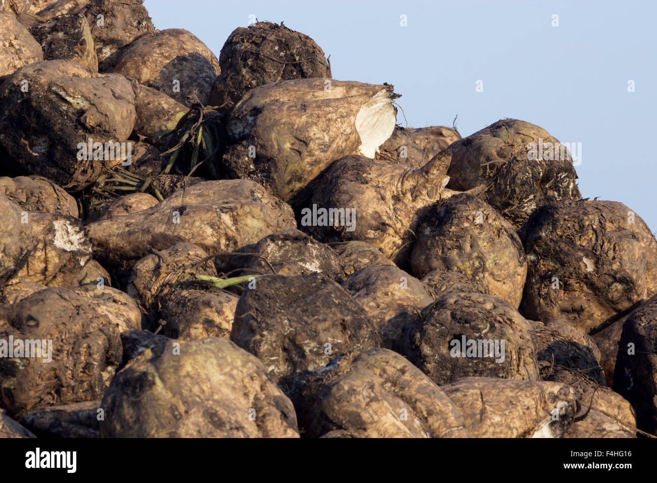 Sugar beet transport hi-res stock photography and images - Alamy