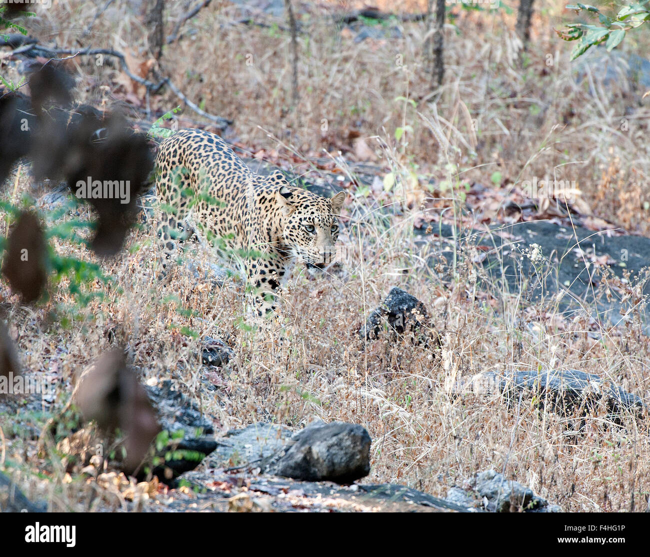 Pench national park leopard hi-res stock photography and images - Alamy