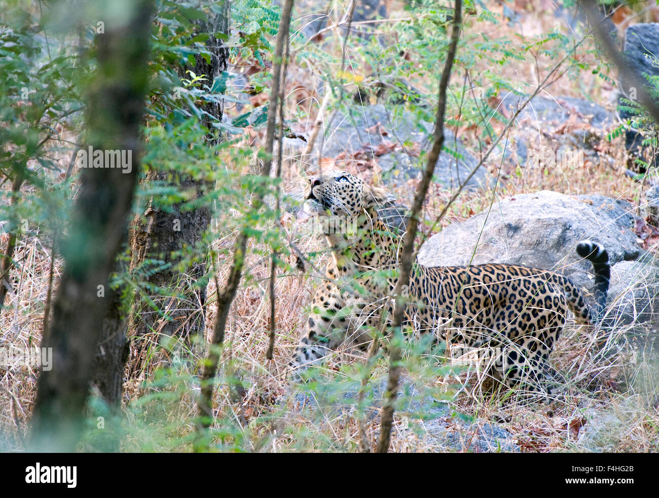The image of Indian Leopard (Panthera pardus )was taken in Pench ...