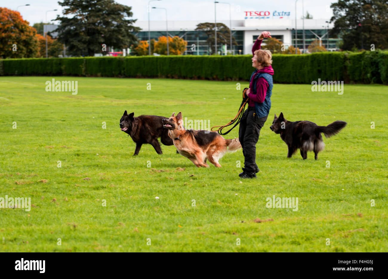 Woman dog german shepherd train hi-res stock photography and images - Alamy