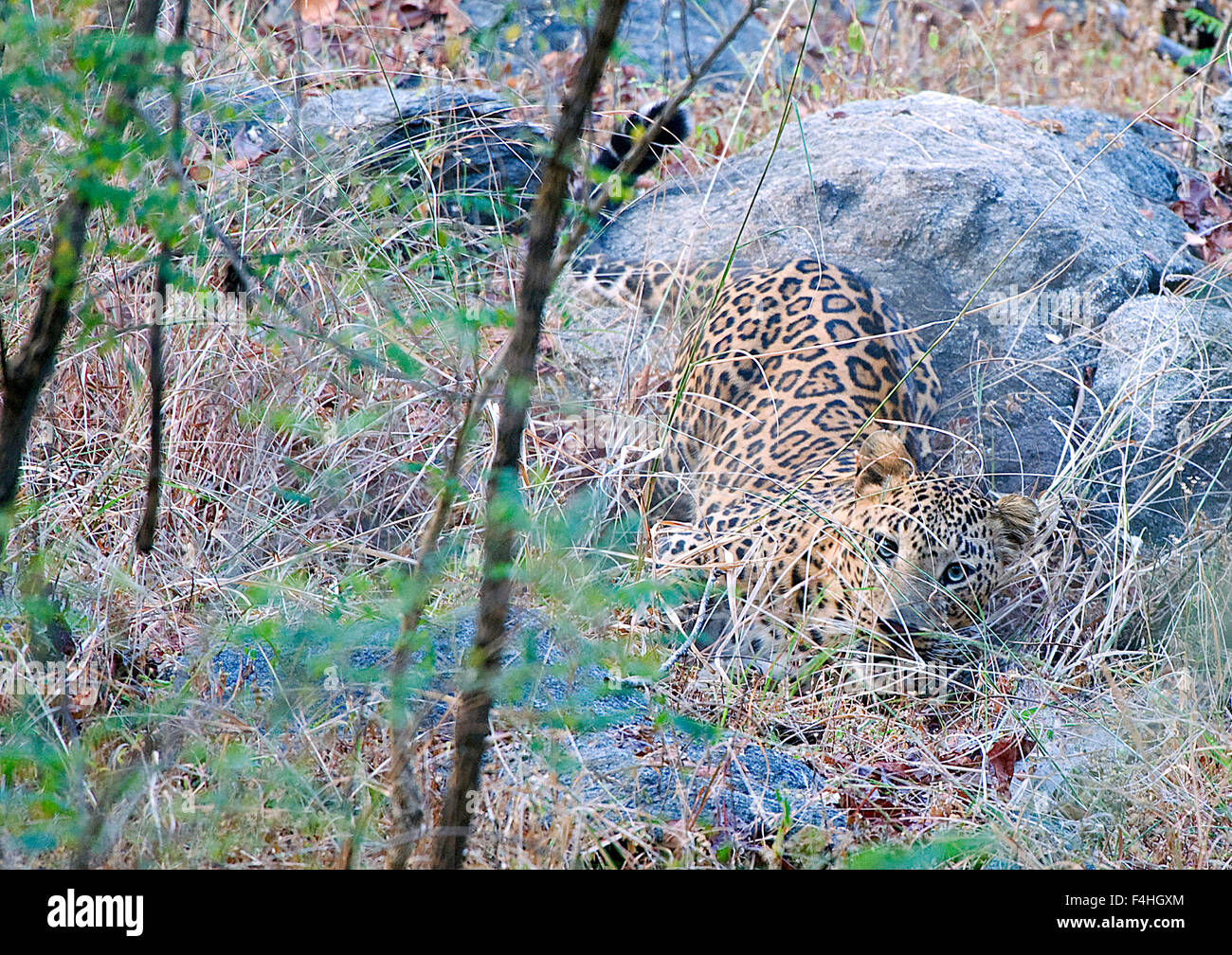 The image of Indian Leopard (Panthera pardus )was taken in Pench ...