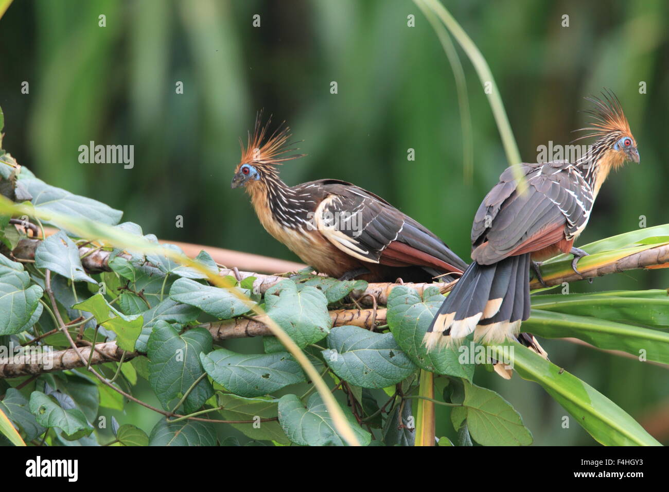 Hoatzin (Opisthocomus hoazin) in Ecuador Stock Photo - Alamy