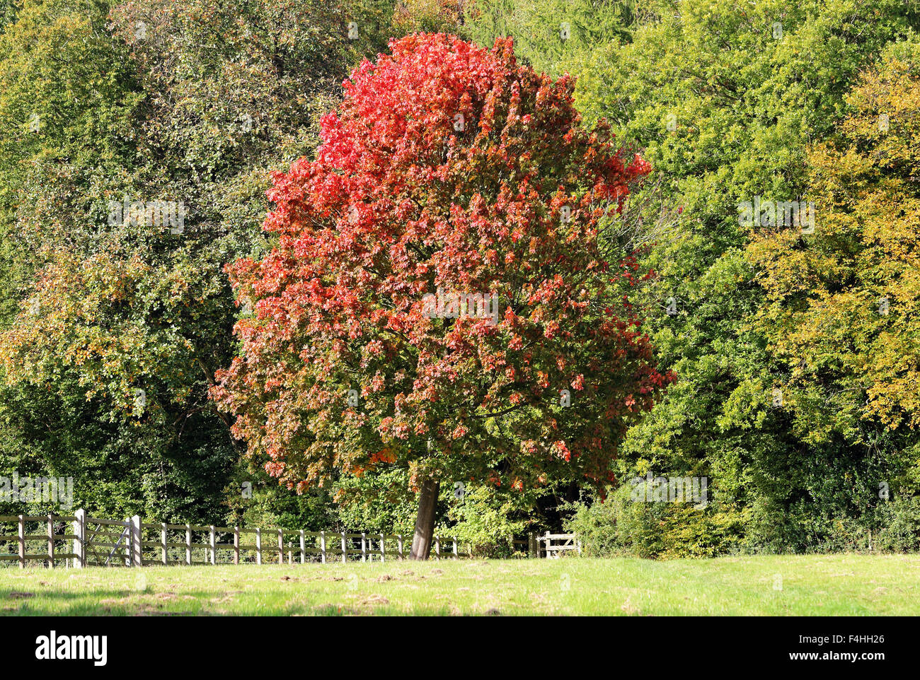Early autumn colours hi-res stock photography and images - Alamy