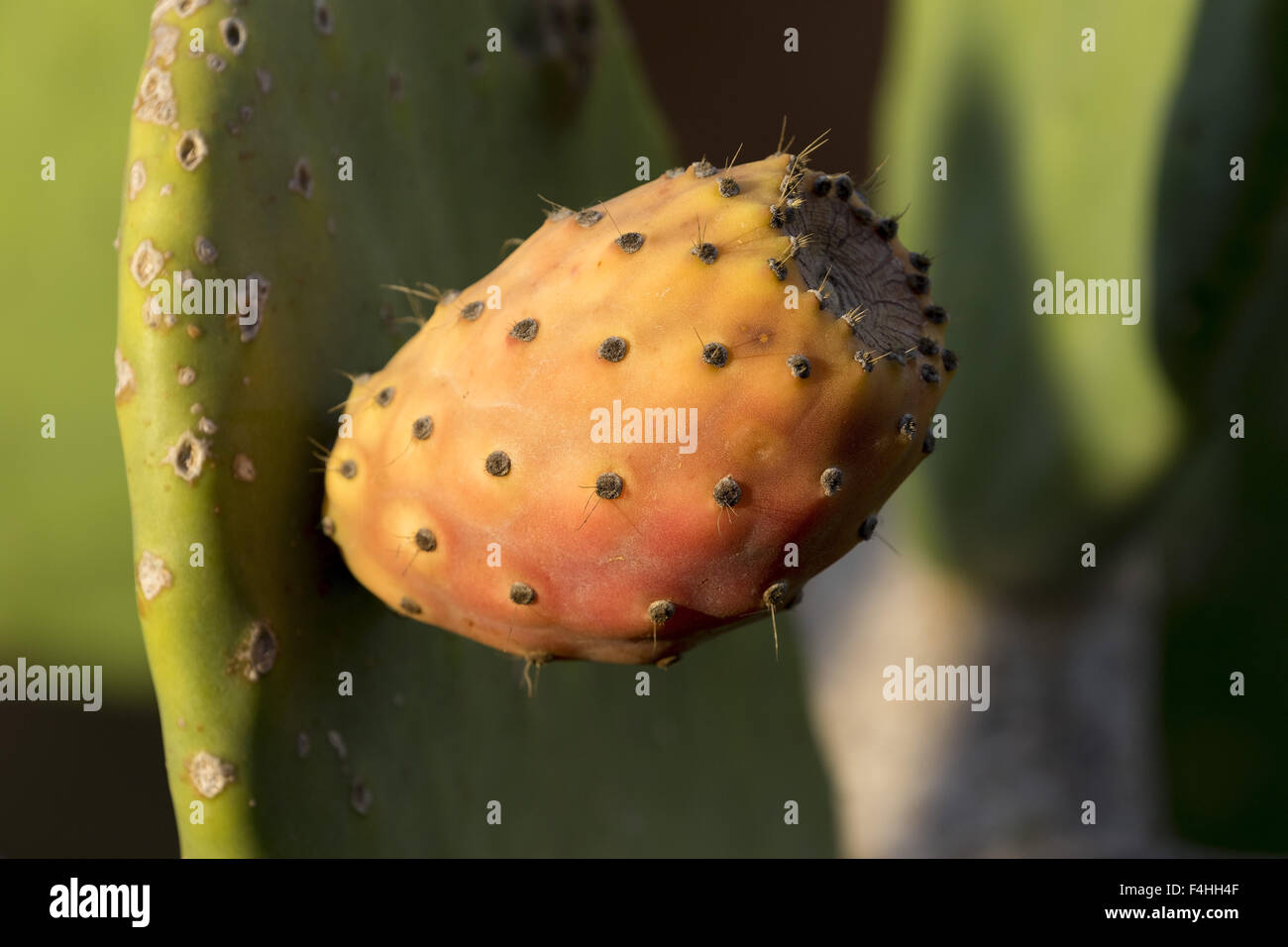 Prickly pear fruits. Some people also use the leaves in recipes as food ...