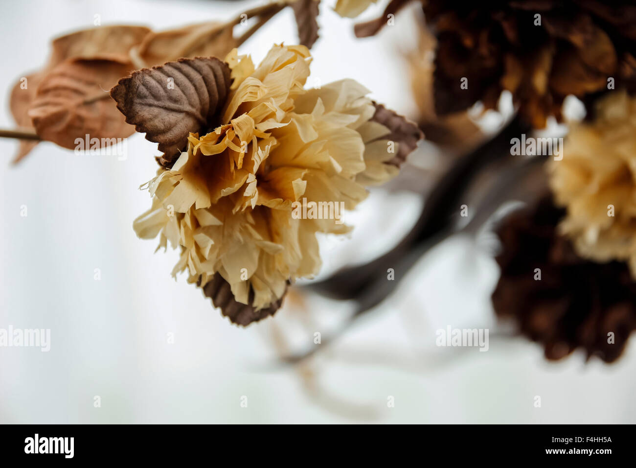 How to dry flowers hi-res stock photography and images - Alamy