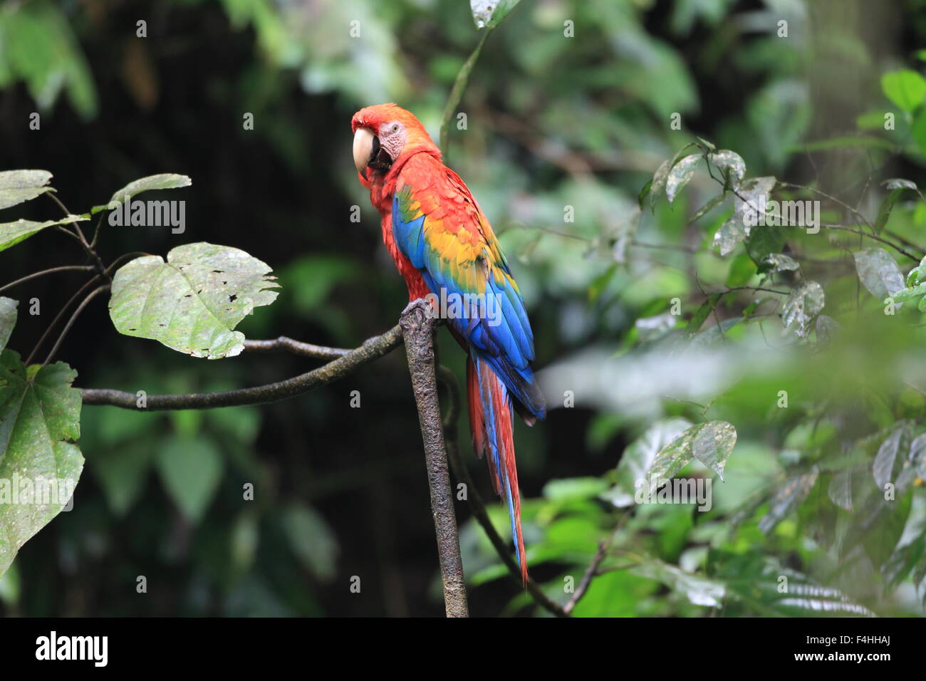 Scarlet Macaw (Ara macao) in Ecuador Stock Photo - Alamy