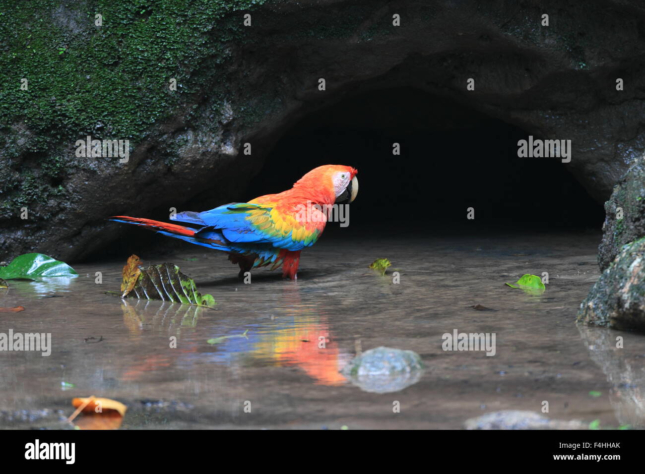 Scarlet Macaw (Ara macao) in Ecuador Stock Photo - Alamy