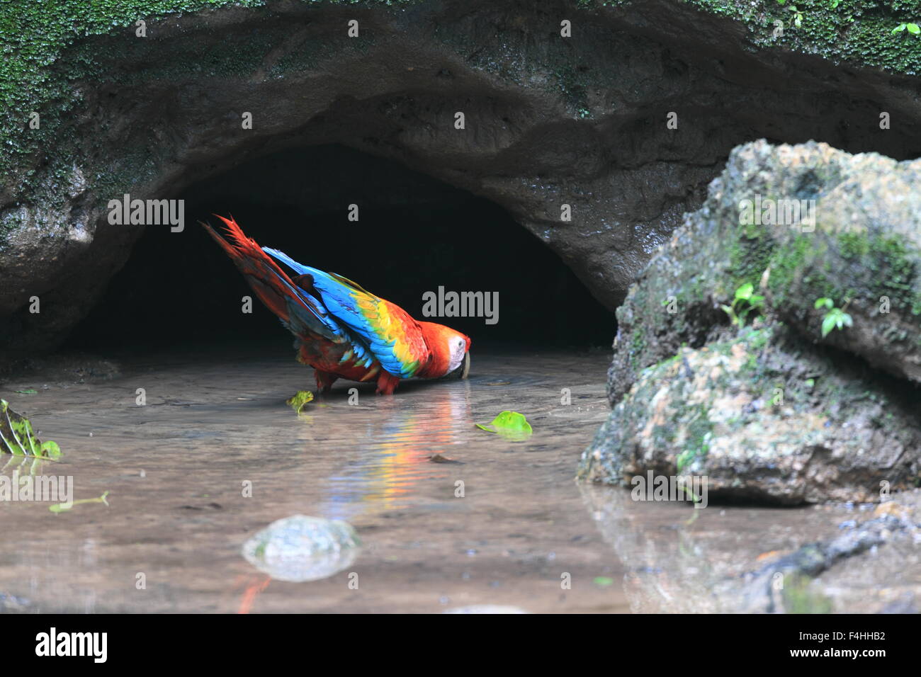 Scarlet Macaw (Ara macao) in Ecuador Stock Photo - Alamy