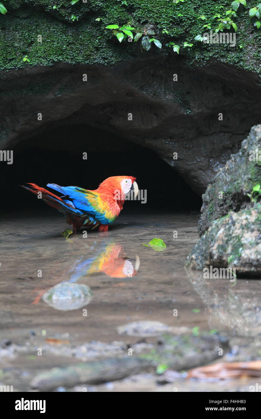 Scarlet Macaw (Ara macao) in Ecuador Stock Photo - Alamy