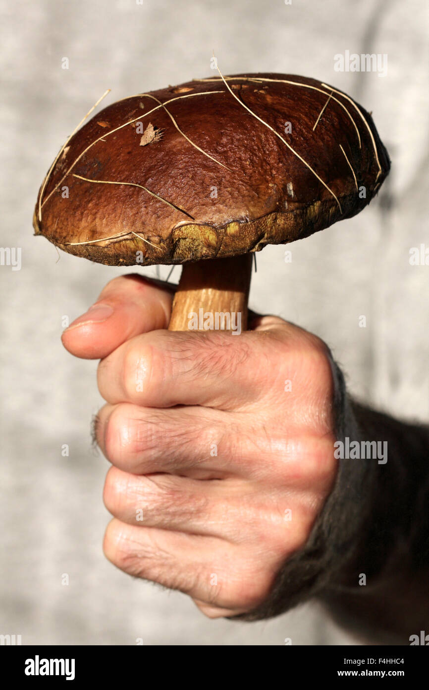 Edulis Penny Bun High Resolution Stock Photography and Images - Alamy