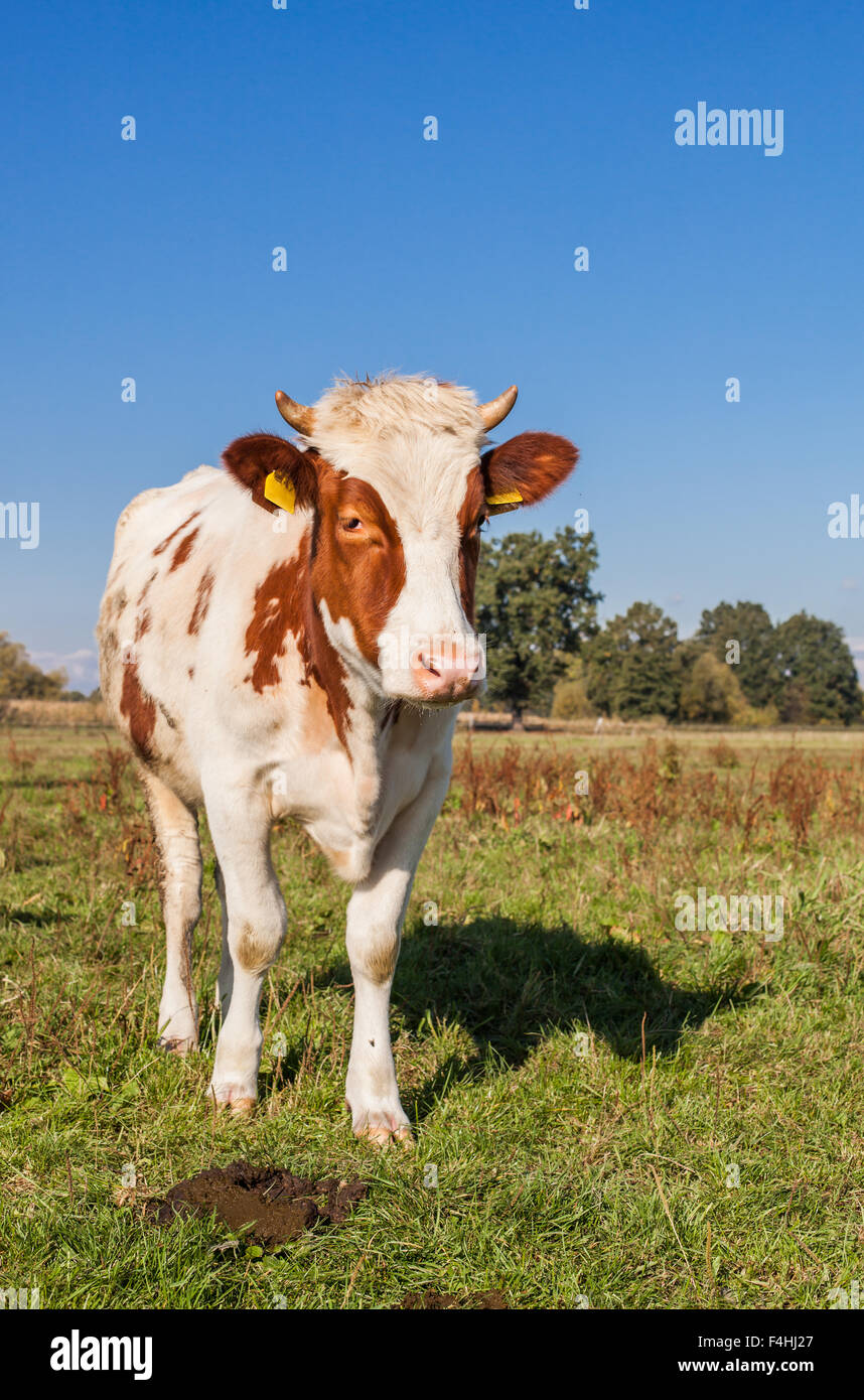 Herd of cows at summer green field and blue sky in Poland Stock Photo ...
