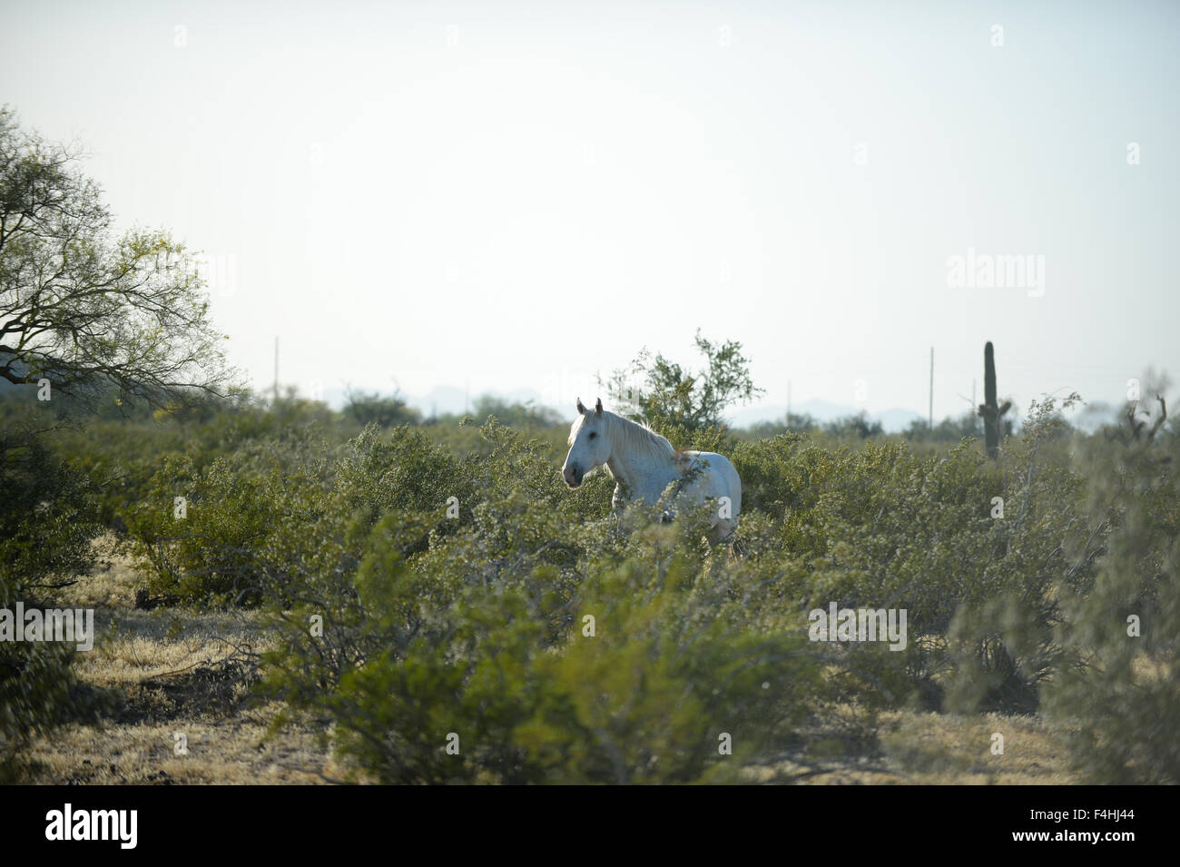 White stallion ranch usa hi-res stock photography and images - Alamy