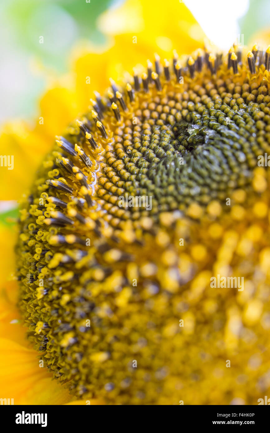 Sunflower close up Stock Photo - Alamy