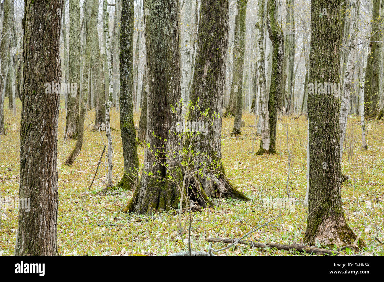 Maple forest floor in early spring, Manitoulin Island, Ontario, Canada ...
