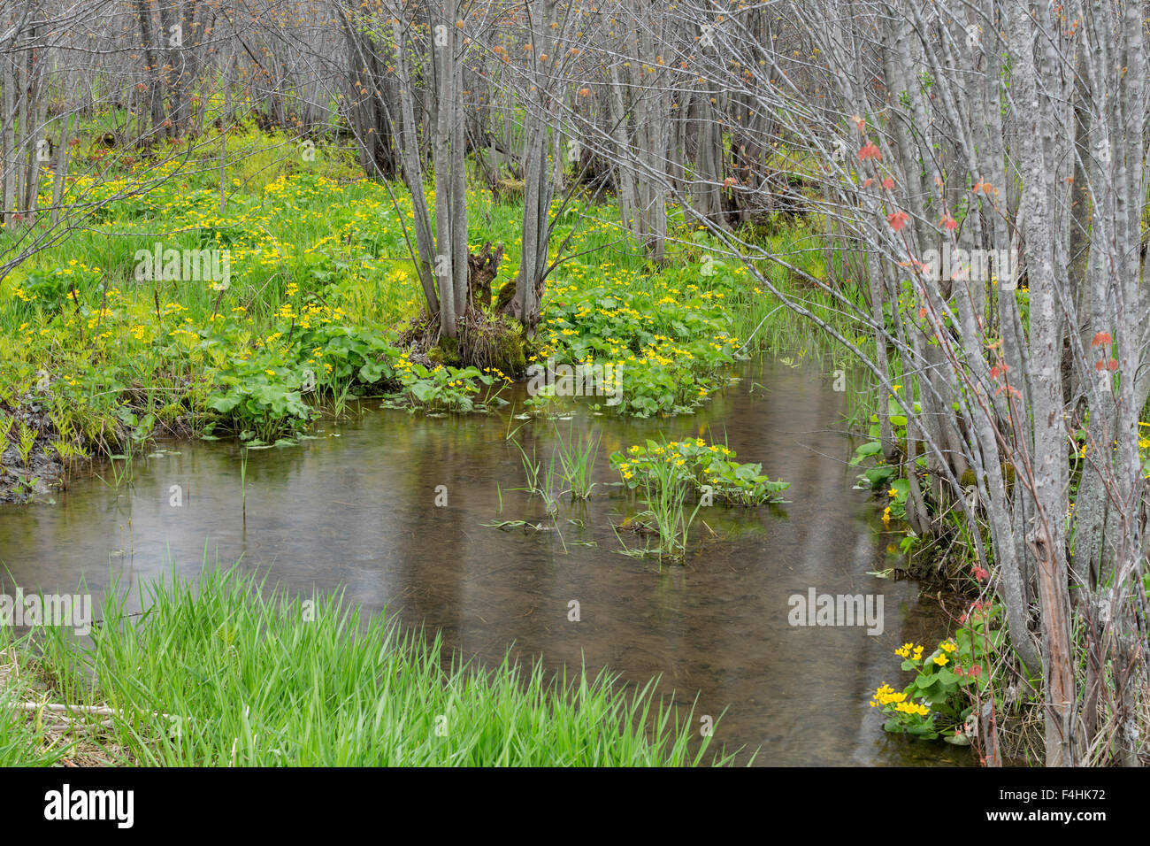 Marsh marigolds (Caltha palustris) in wetland, Manitoulin Island ...