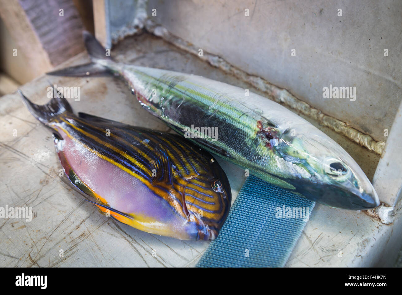 Solomon fish hi-res stock photography and images - Alamy