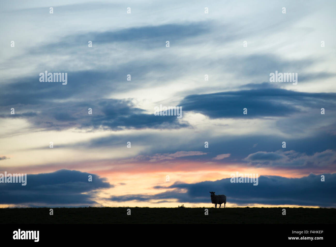Lone sheet on top of the hill against evening sun lit clouds Stock ...
