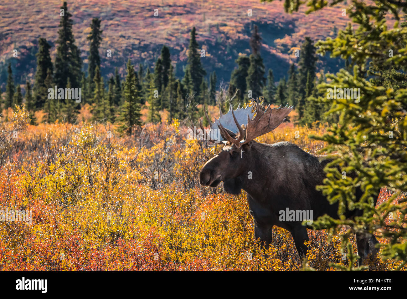 Moose viewing from Denali Park Road in Alaska Stock Photo - Alamy