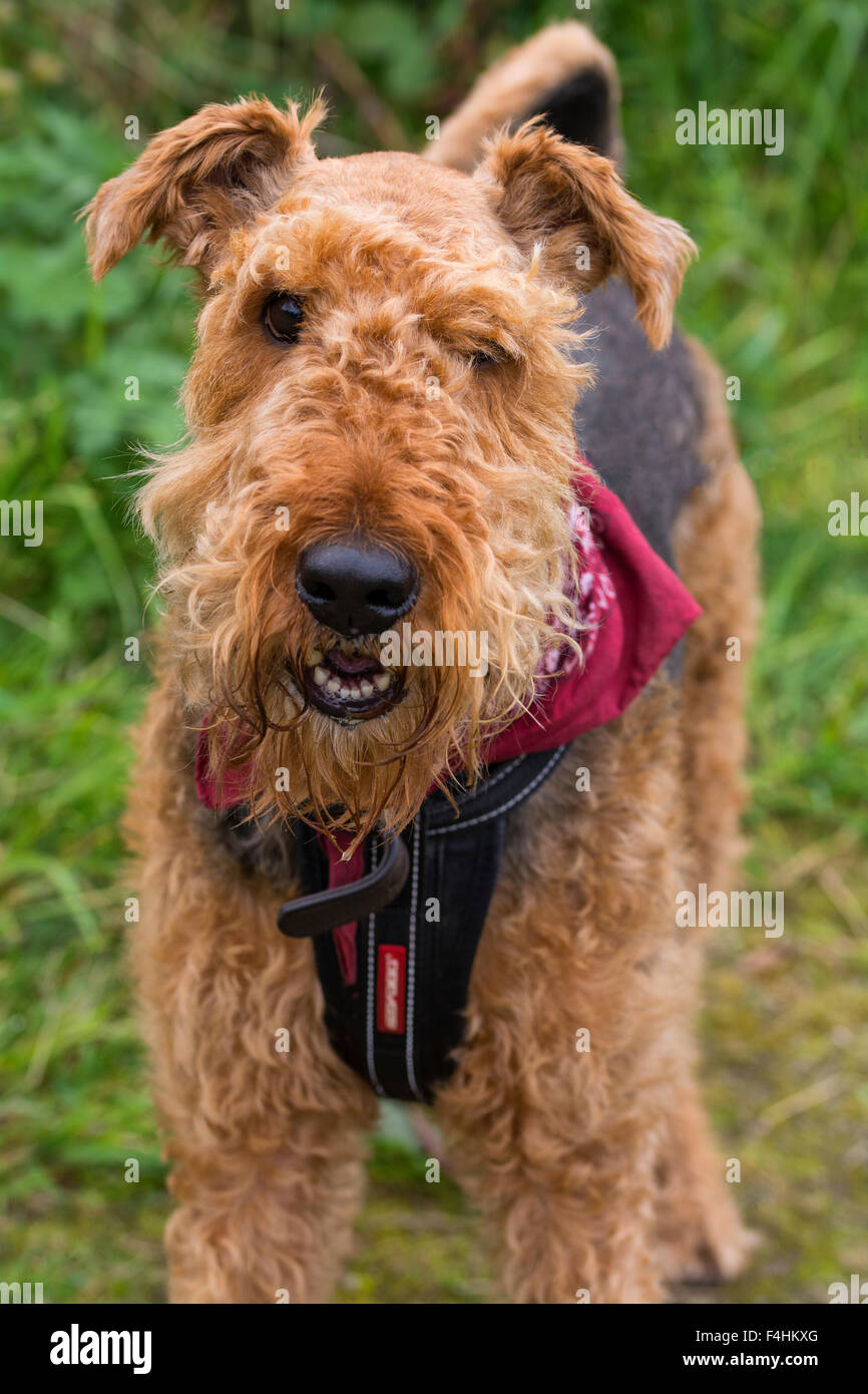 Airedale hi-res stock photography and images - Alamy