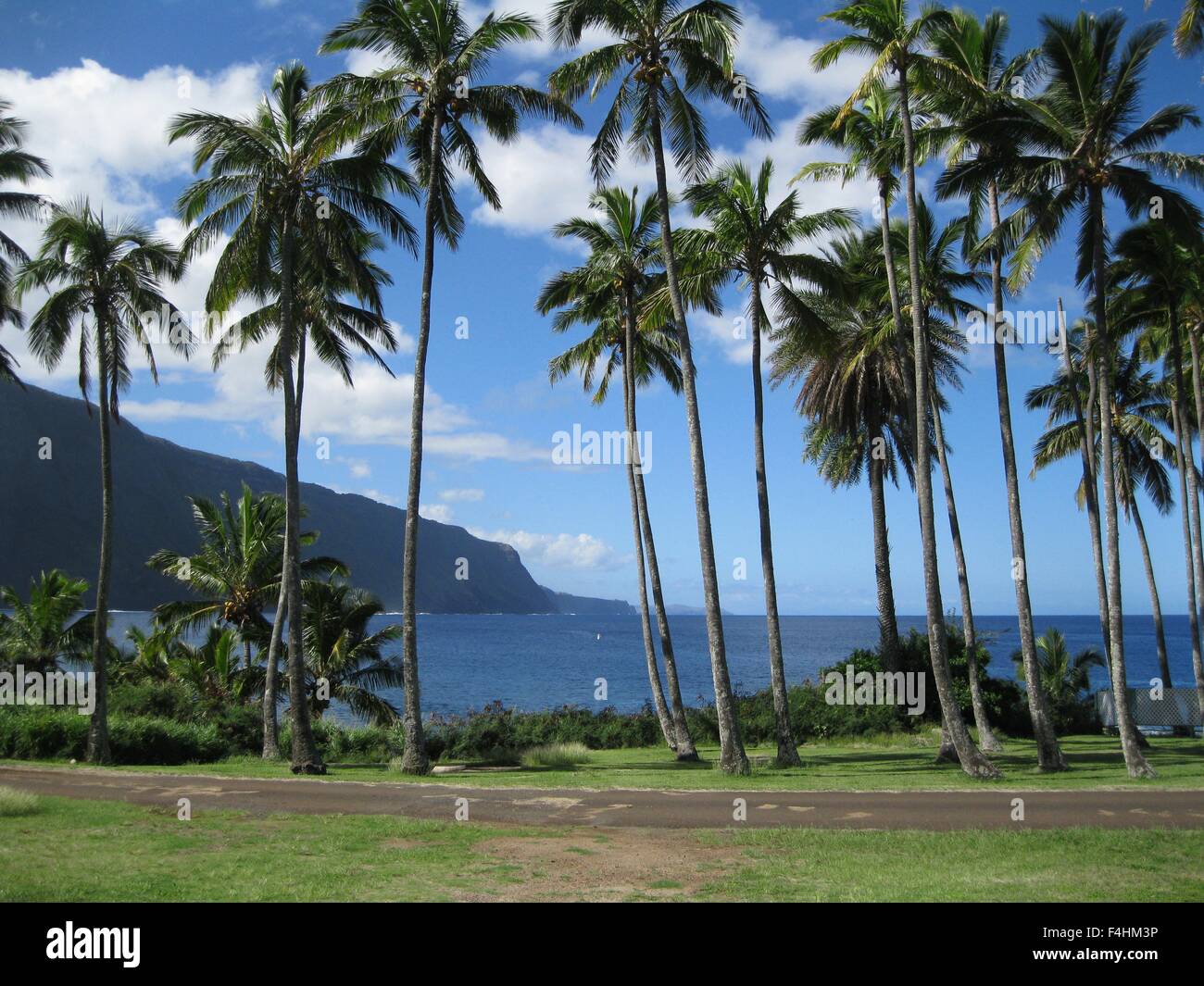 View through coconut palms of the pali sea cliffs from the Bay View ...
