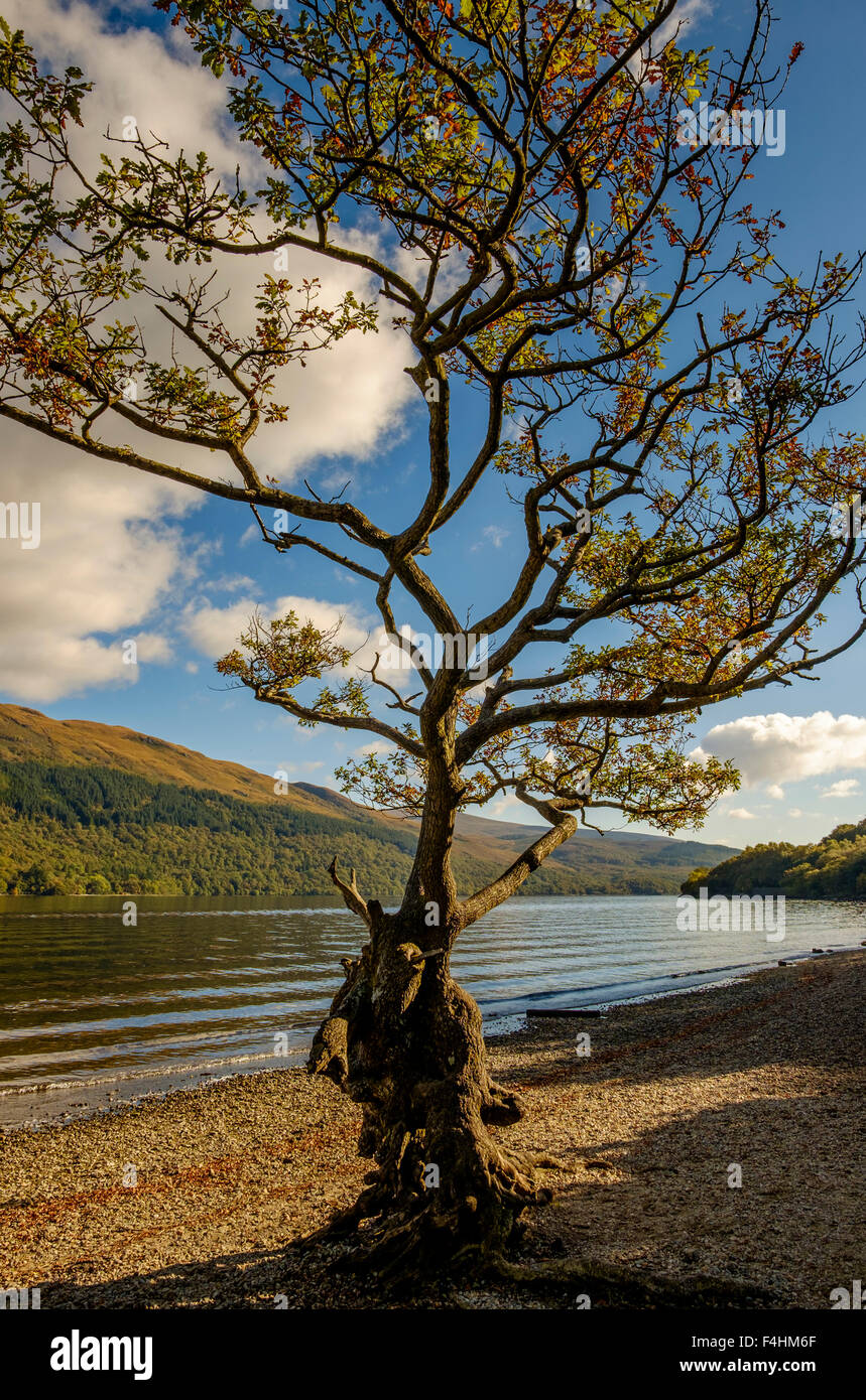 An old knarled tree on the shore at Firkin Point, Loch Lomond, Argyll ...