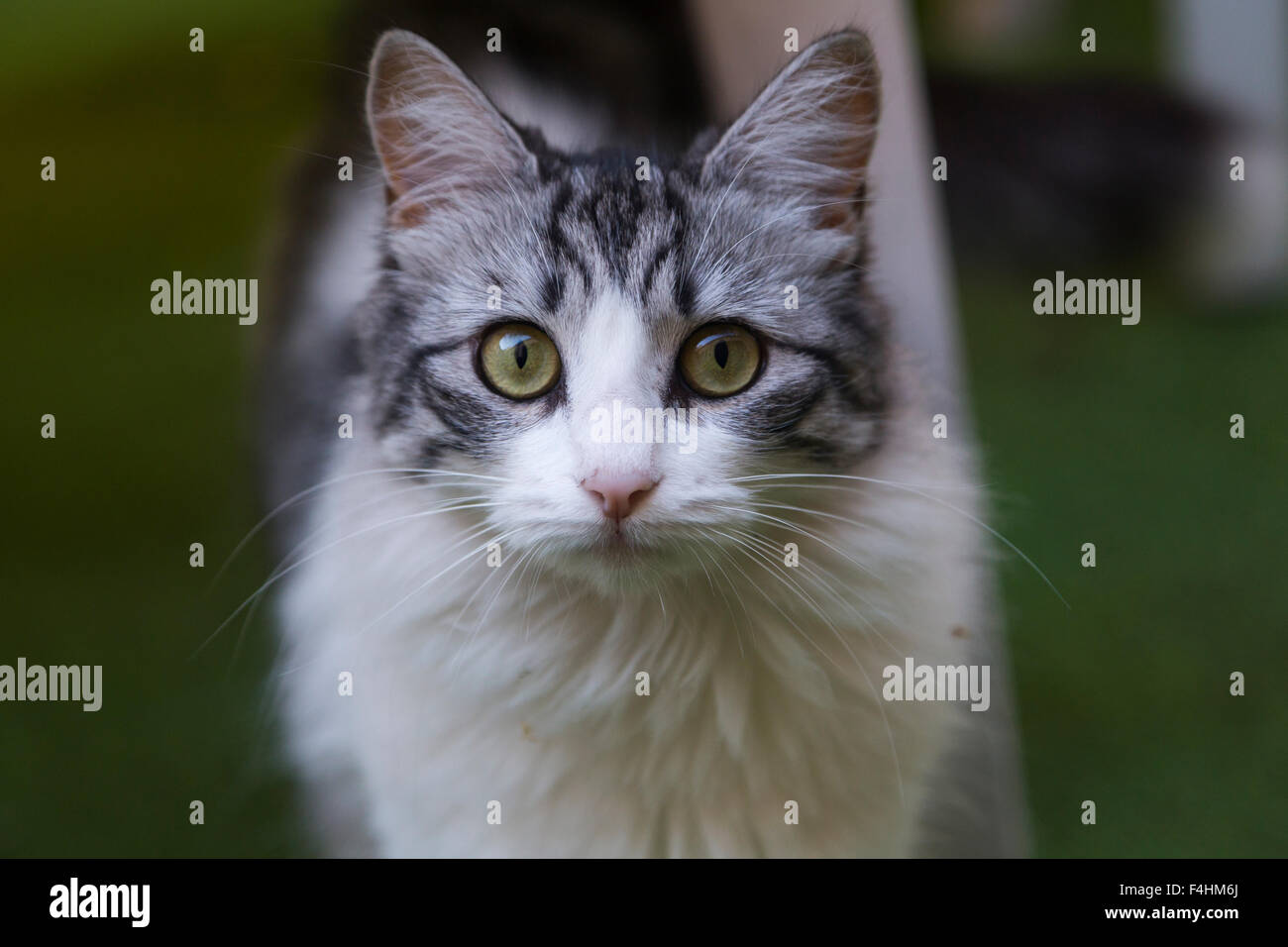 Cat close up Stock Photo - Alamy