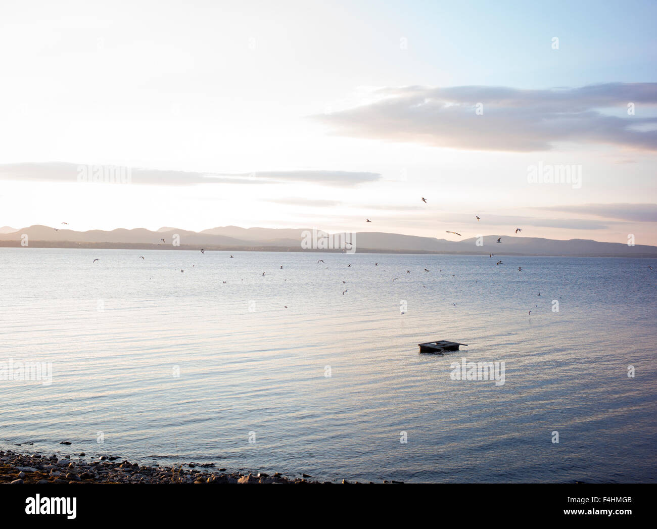 Seagulls flock over Lake Champlain at sunset in Charlotte, Vermont. The ...