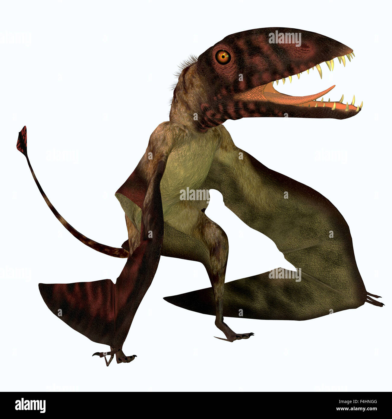 Dimorphodon hi-res stock photography and images - Alamy