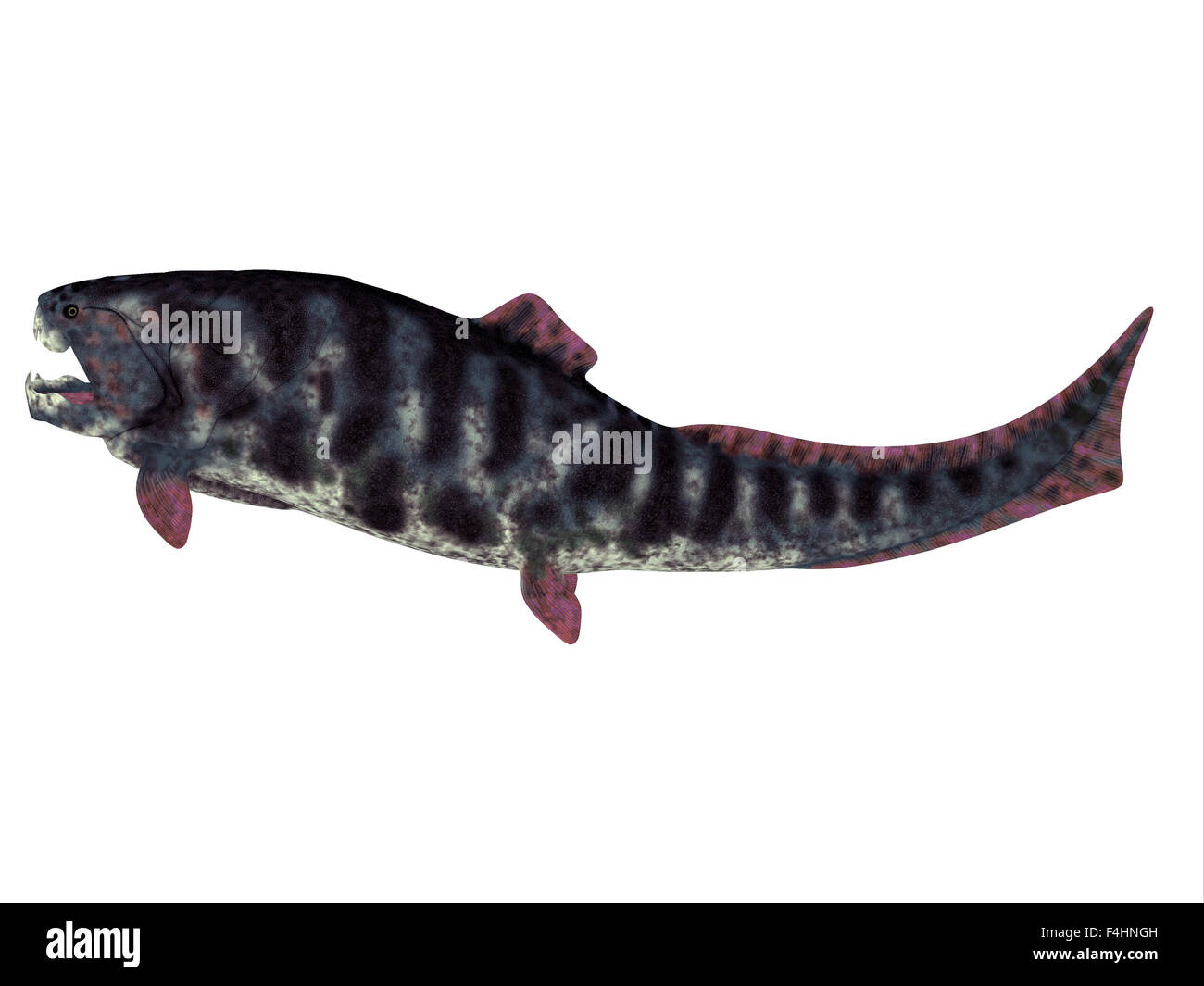 Dunkleosteus Terrelli Alive