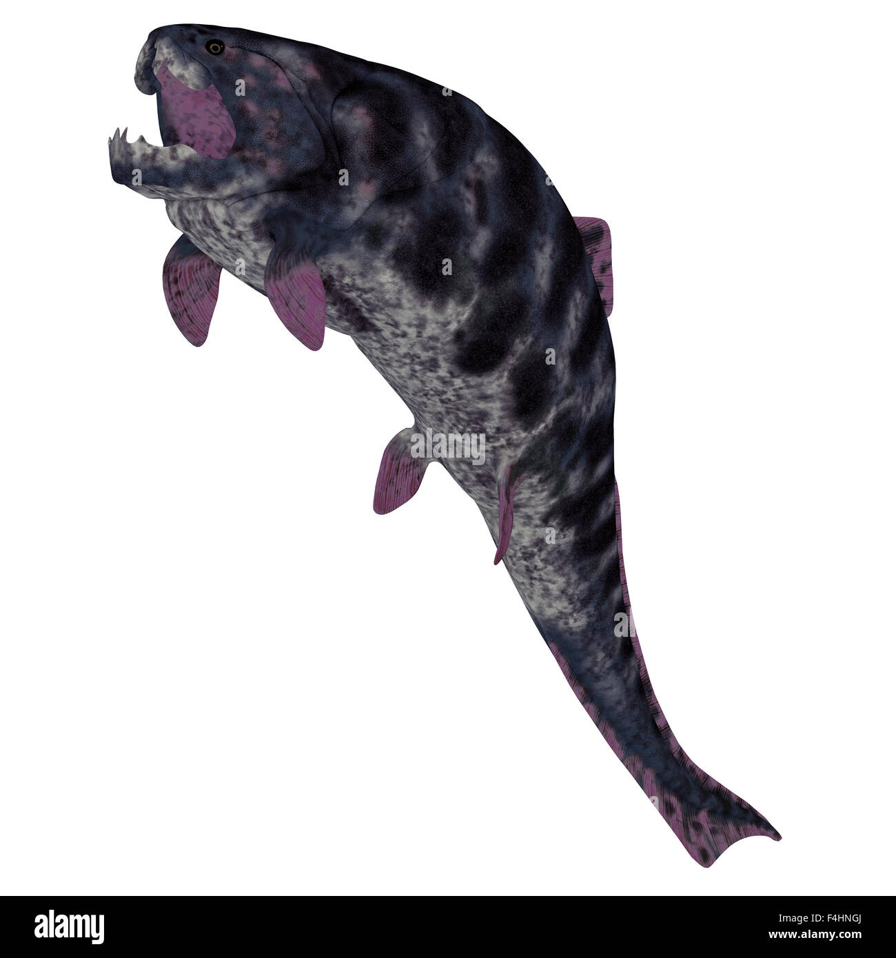 Dunkleosteus is a Devonian prehistoric fish that lived in the seas of ...