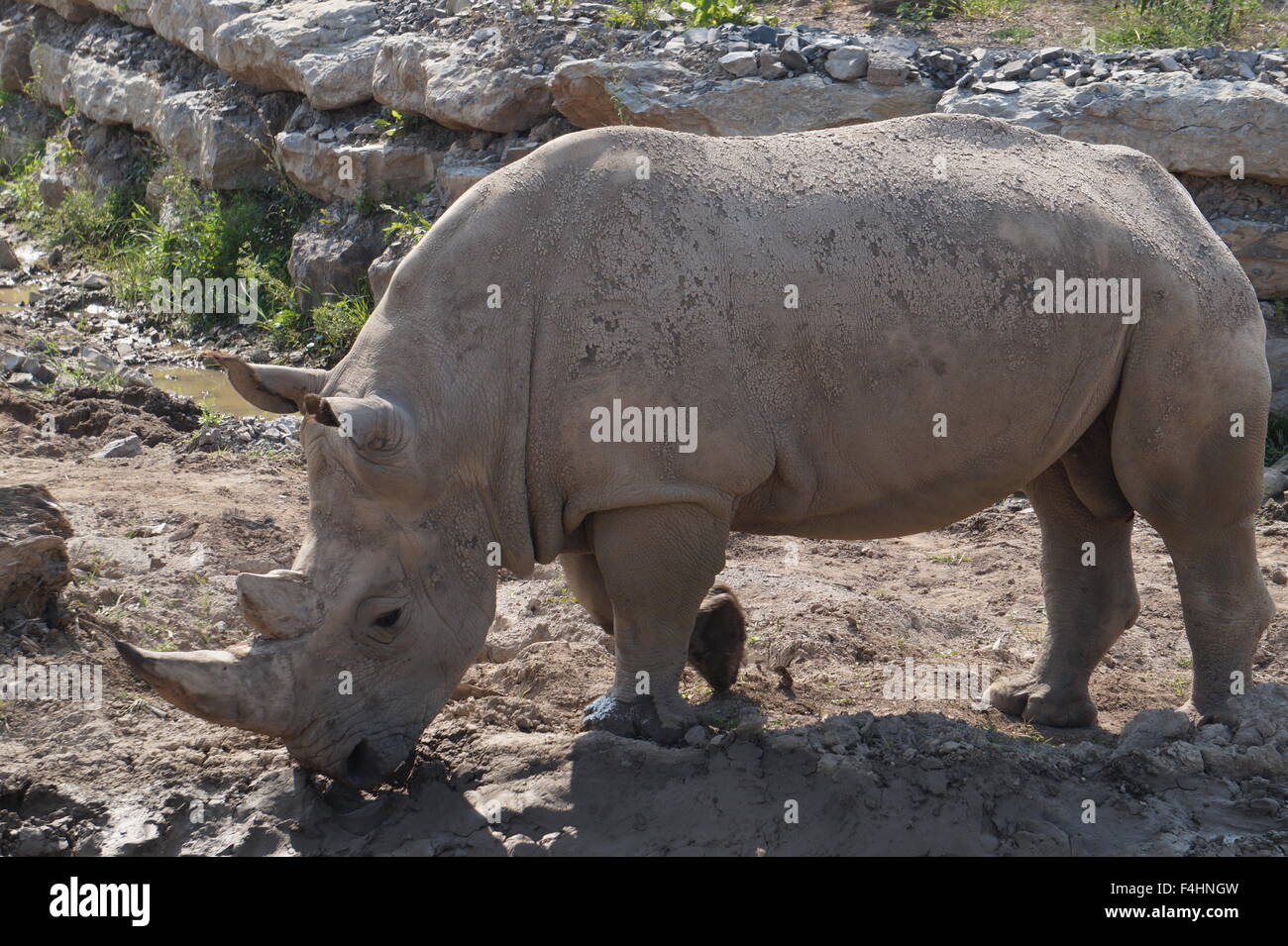 Rhinoceros side view Stock Photo - Alamy