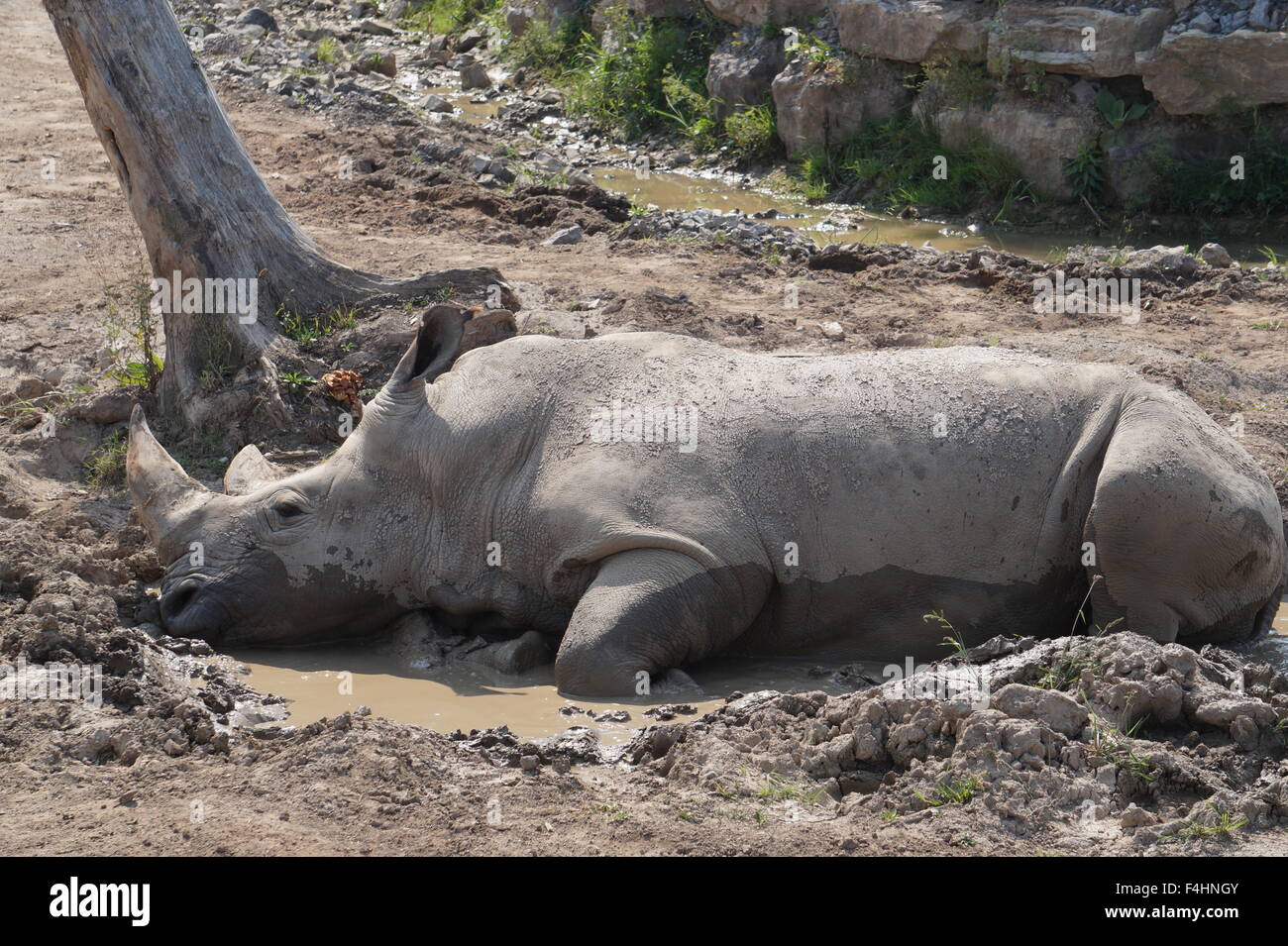 Rhino taking a bath Stock Photo - Alamy