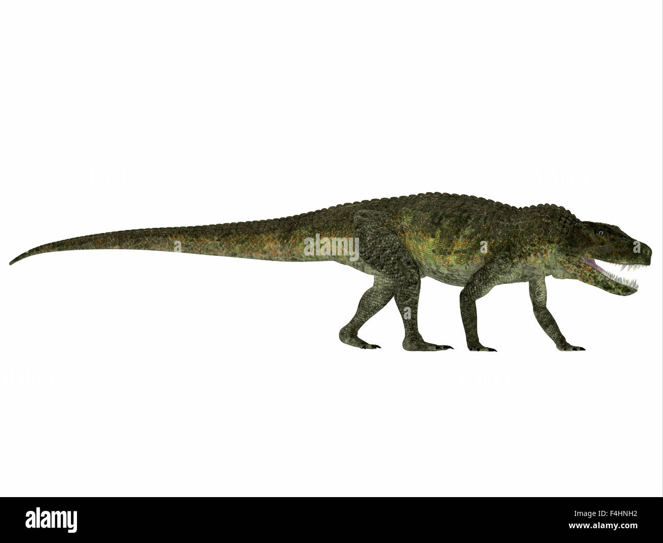Postosuchus was a aquatic predatory reptile that lived in North America ...