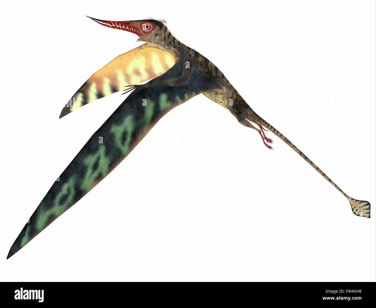 Rhamphorhynchus Dinosaur Revolution