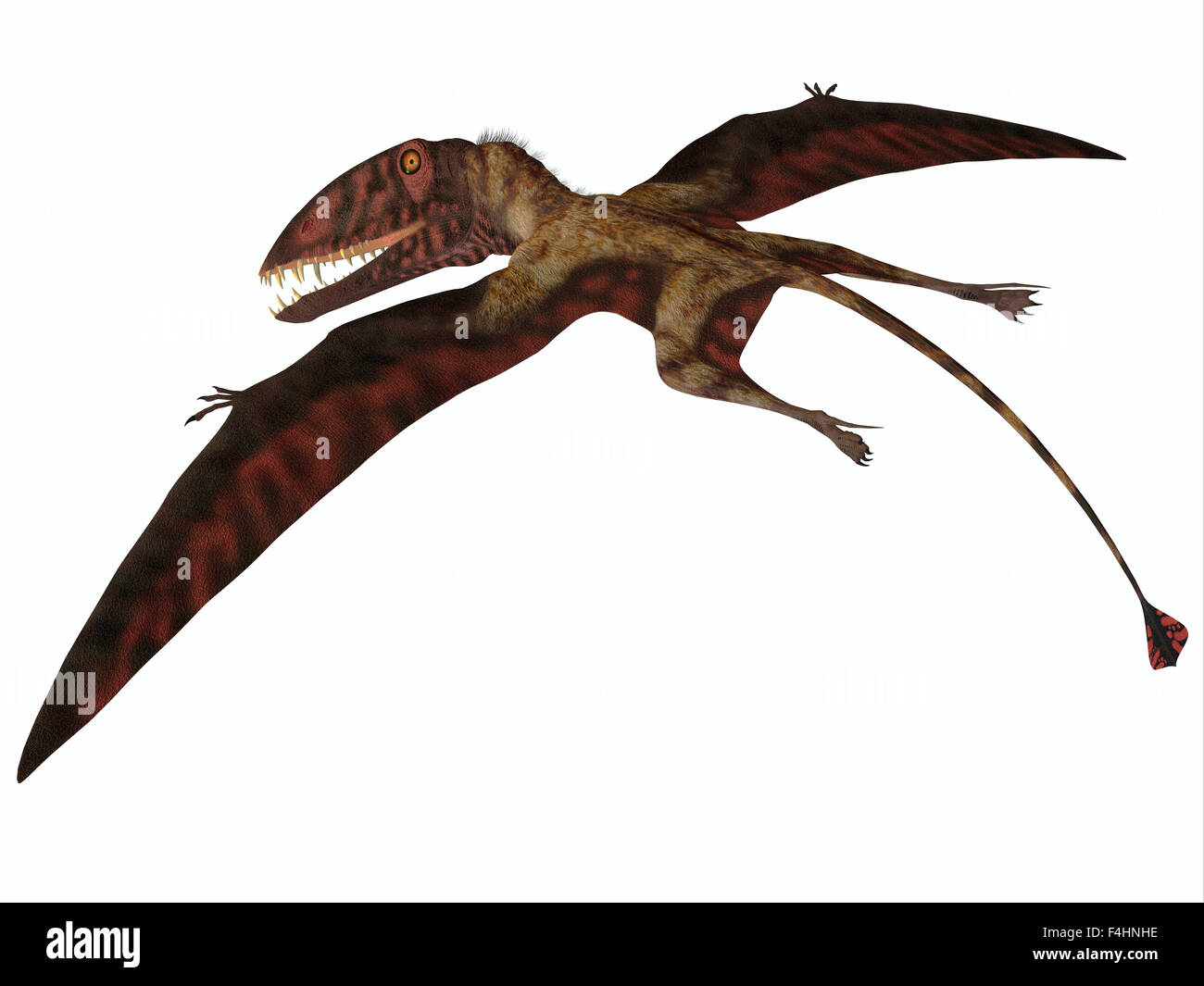Dimorphodon was a carnivorous flying Pterosaur that lived in the ...