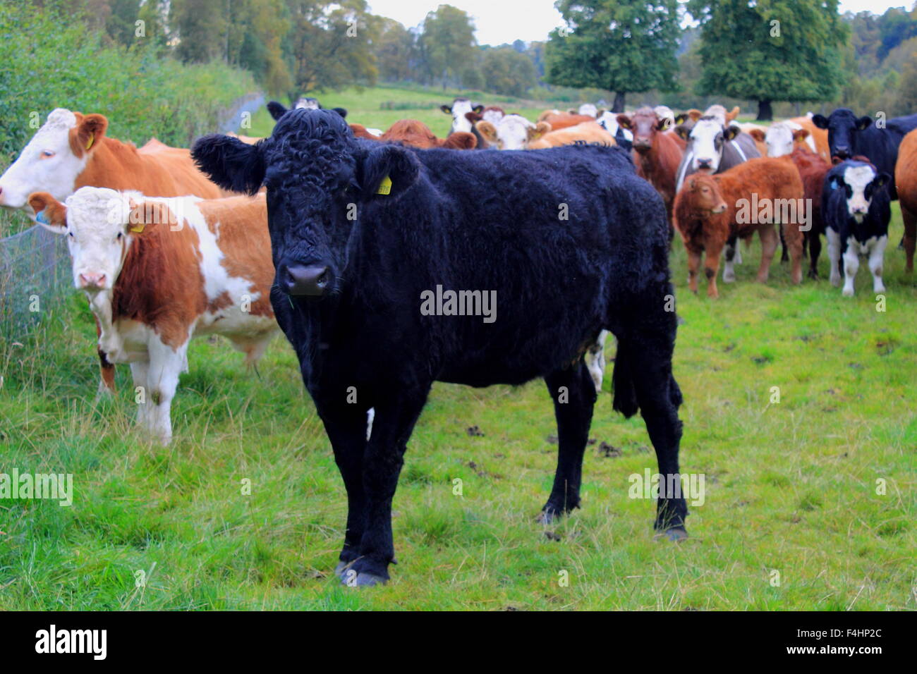 black calf and a herd of cows Stock Photo - Alamy