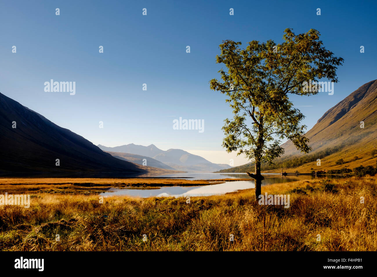 A lone tree at the head of Loch Etive in autumn at the end of Glen ...