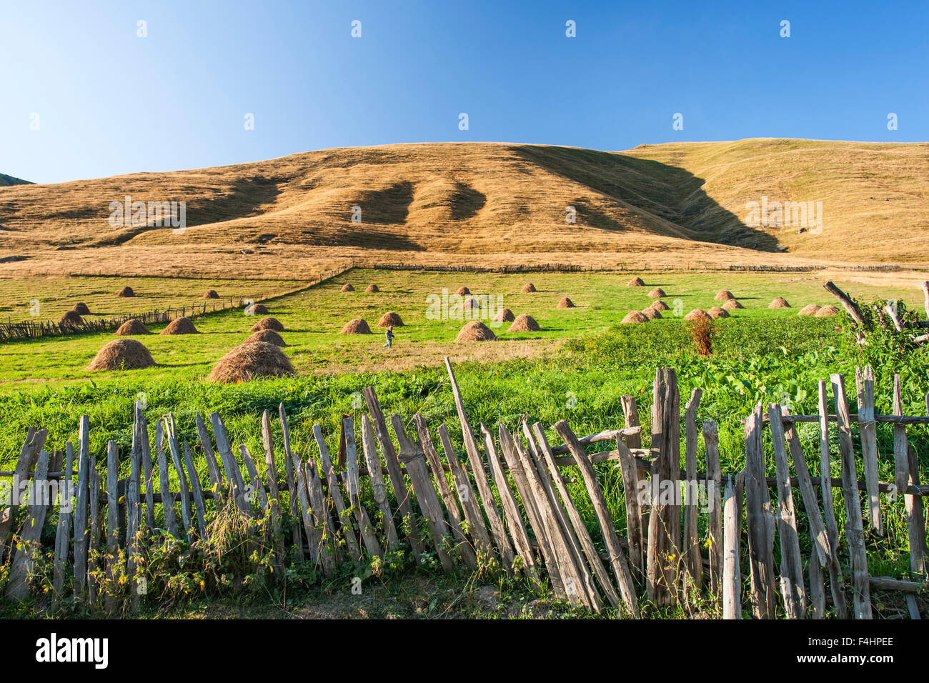 Georgia farm farming agriculture hi-res stock photography and images ...
