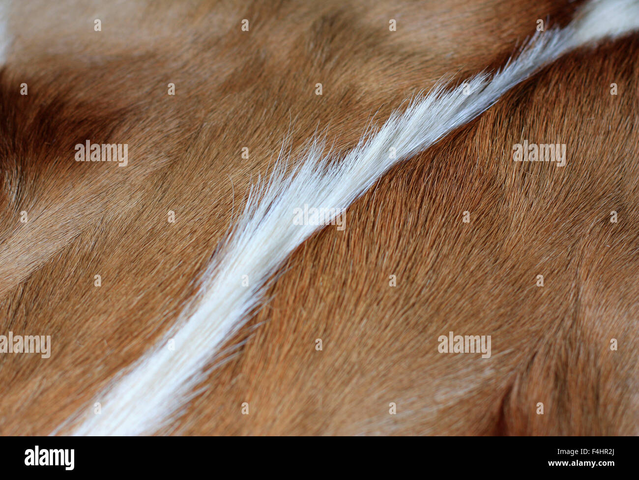 Animal skin rug hi-res stock photography and images - Alamy