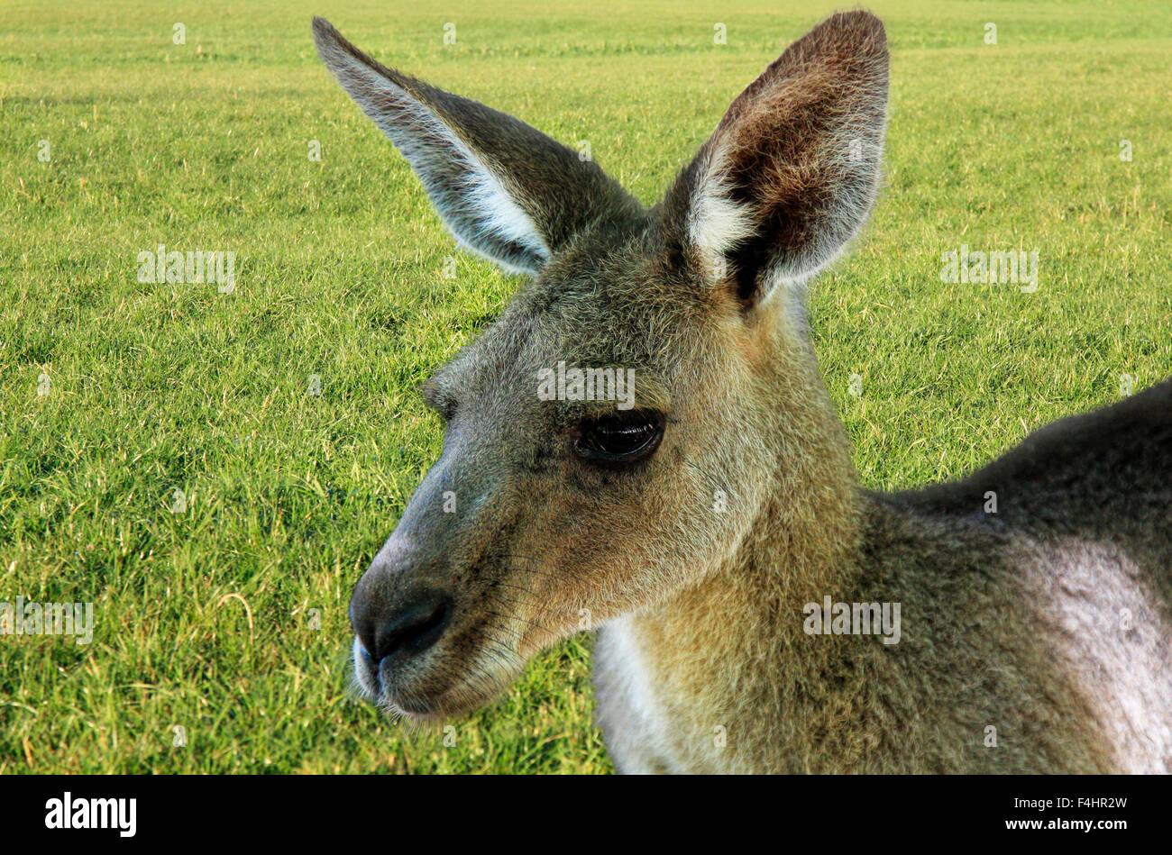 closeup of kangaroo with green grass in the background Stock Photo - Alamy