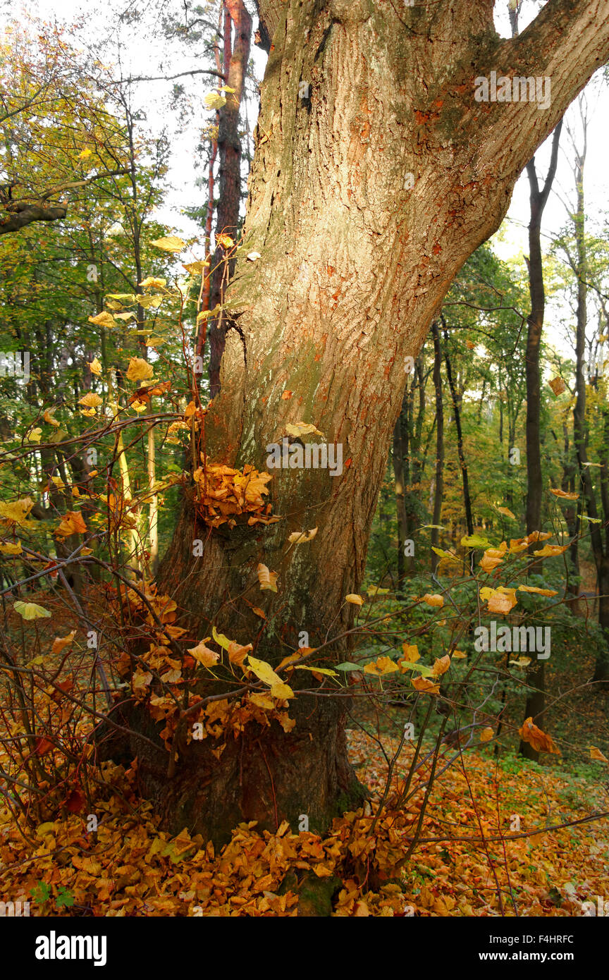 Illuminated tree trunk hi-res stock photography and images - Alamy