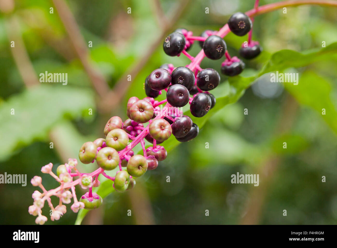 American Pokeweed berries (Phytolacca americana) - Pennsylvania USA ...