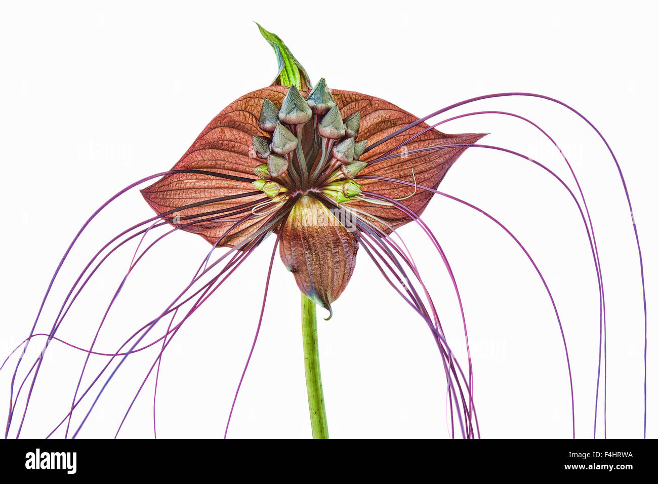 Bat plant or Devil Flower unusual tropical flower Stock Photo - Alamy