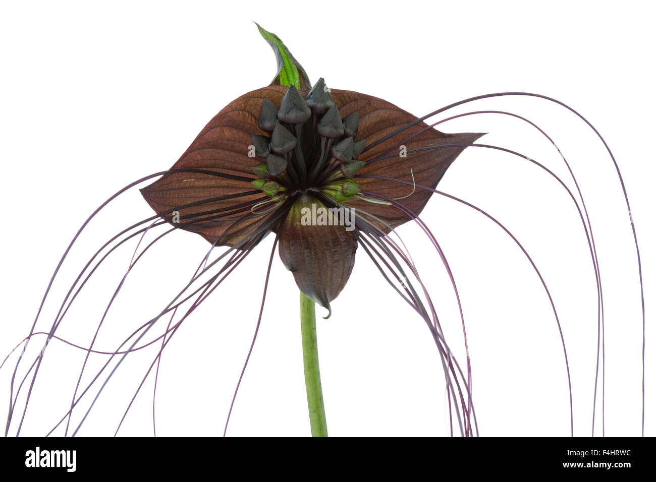 Bat plant or Devil Flower Stock Photo - Alamy