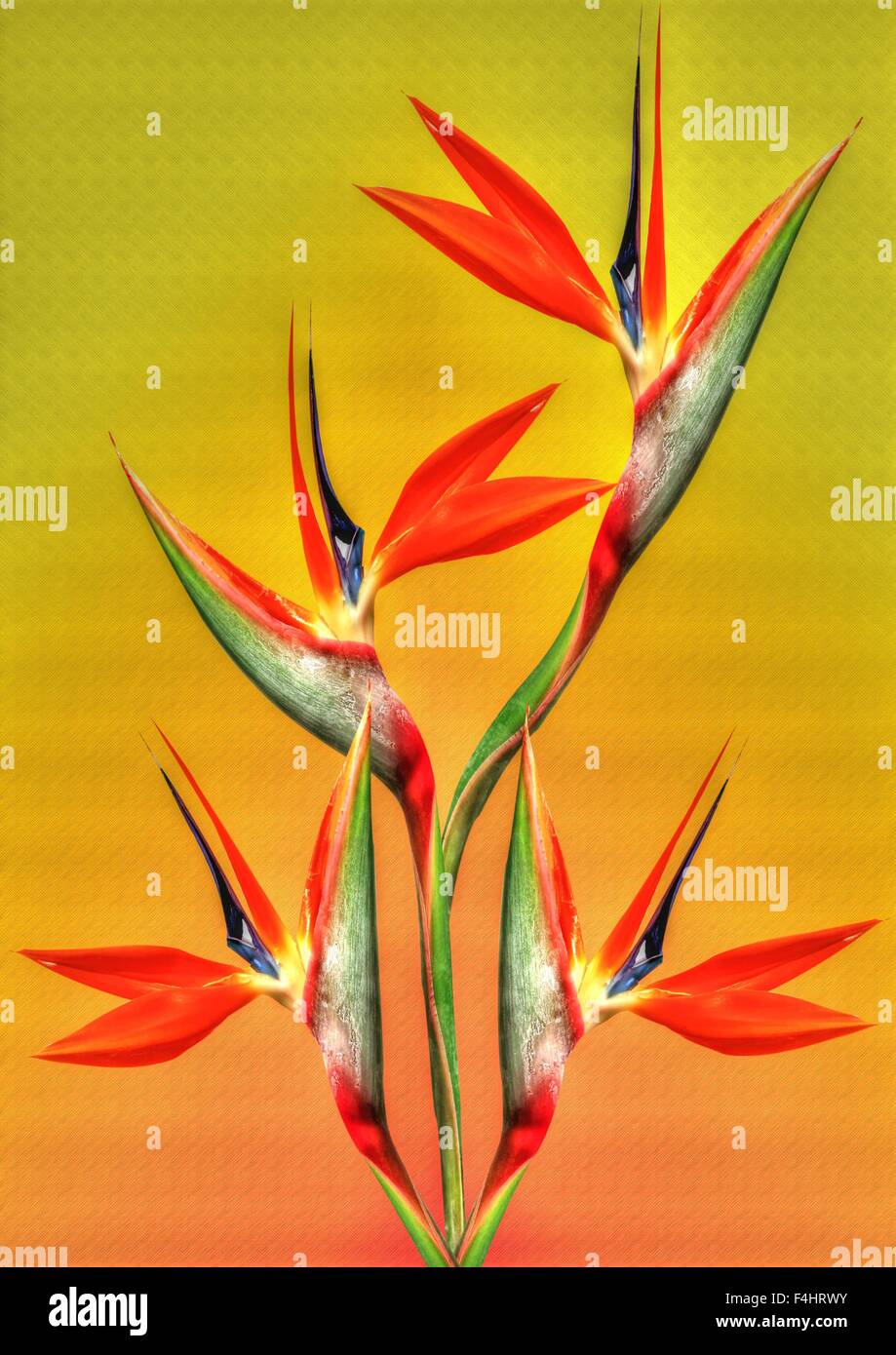 tropical bird of paradise flower on a orange background Stock Photo - Alamy