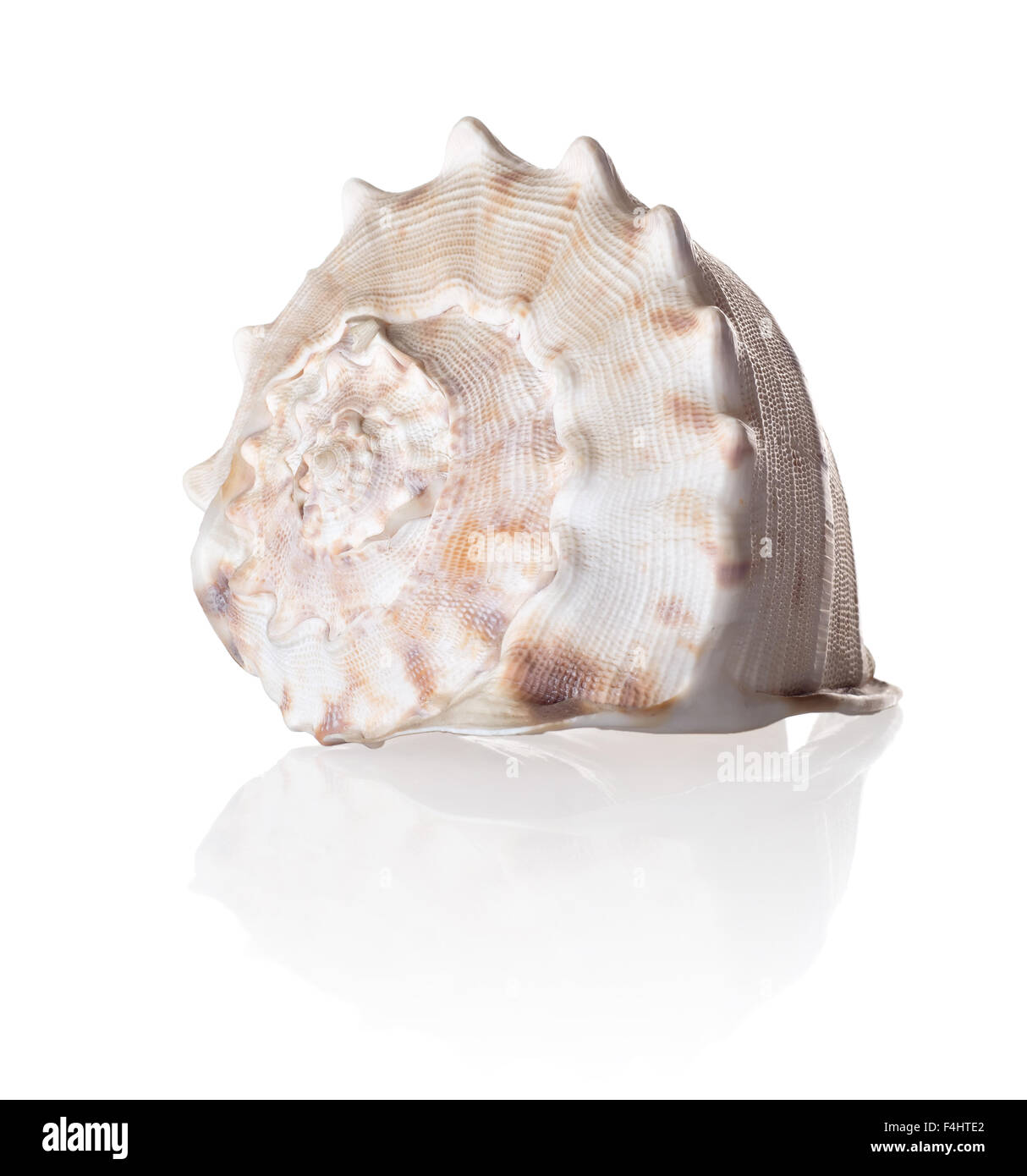 An isolated closeup photo of seashell Stock Photo - Alamy
