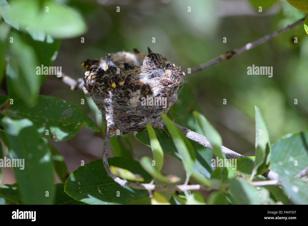 Humming bird young hi-res stock photography and images - Alamy