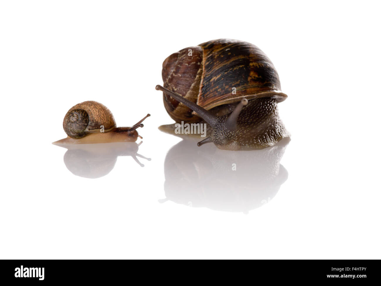 An isolated photo of mother and child snails Stock Photo - Alamy
