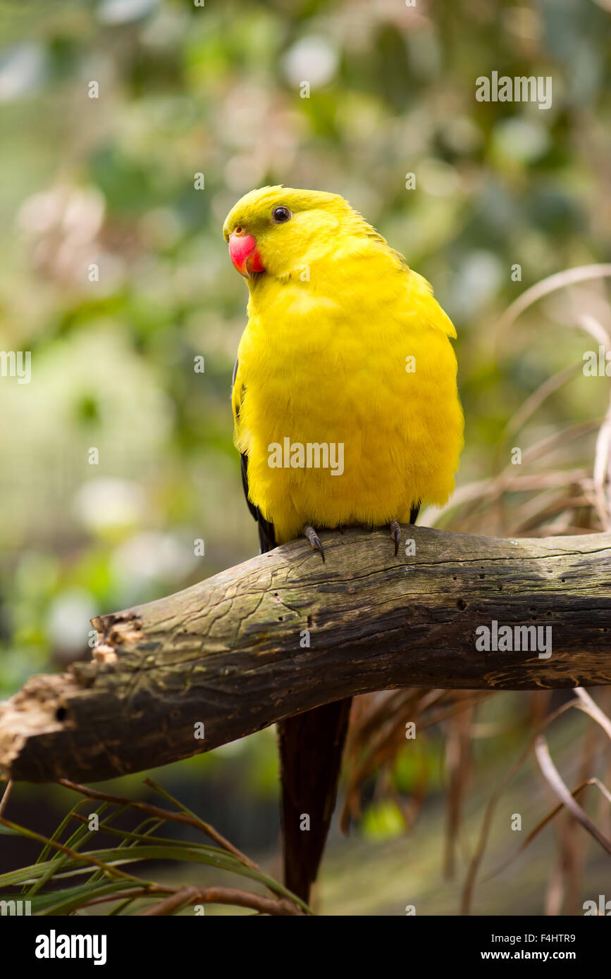 Rock pebbler parrot hi-res stock photography and images - Alamy