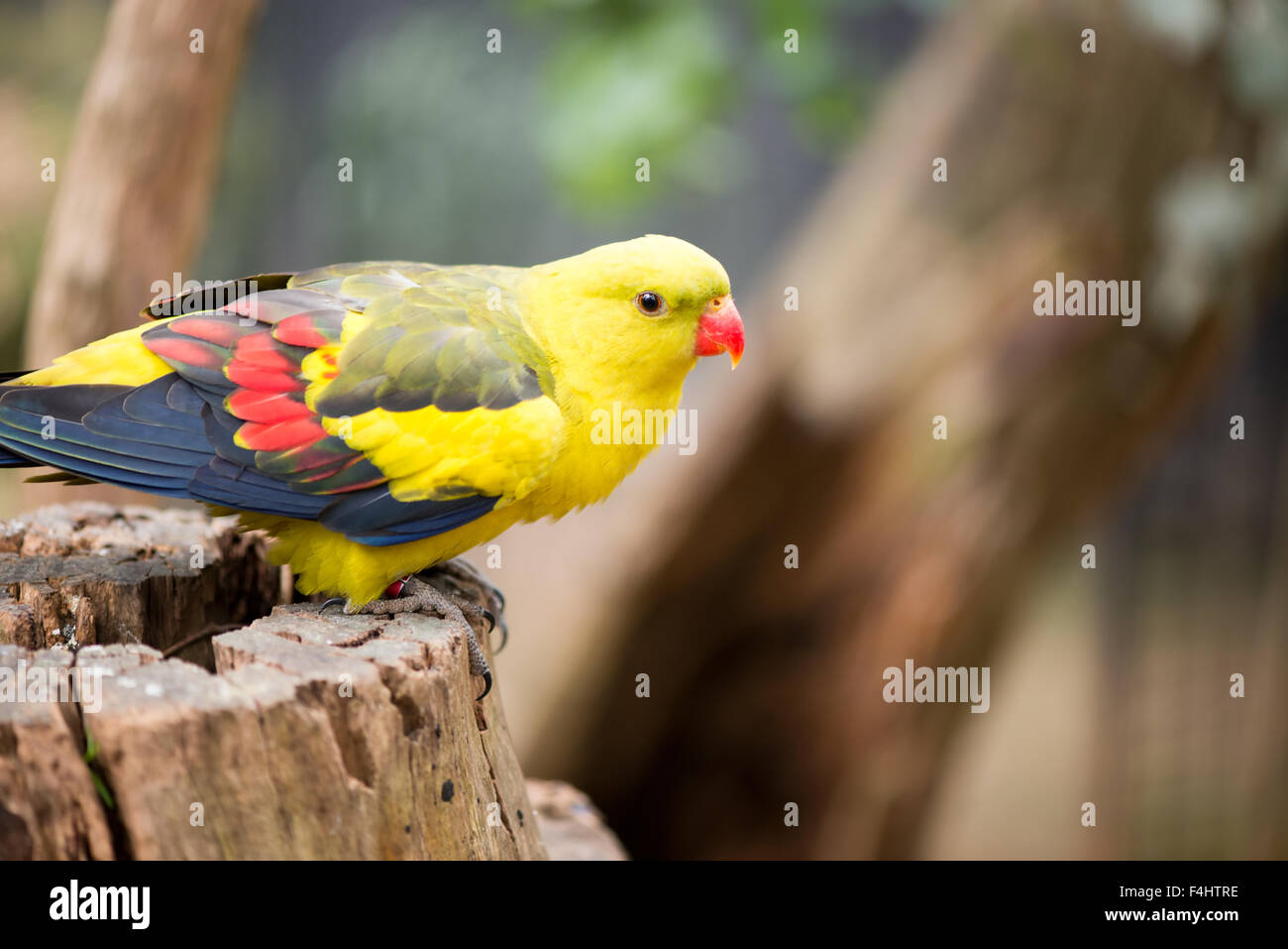 Marlock parrot hi-res stock photography and images - Alamy